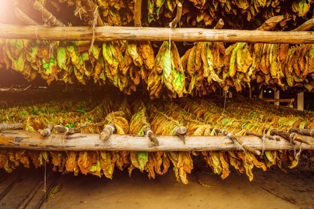 The Best Snus Brands For a Tobacco-Centric Flavor